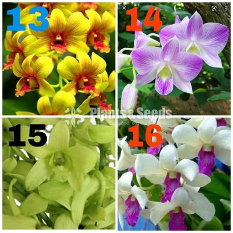 ඩෙන්ඩොබියම් ඕකිඩ් පැල Plants And Seeds