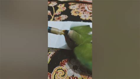 وقتی بچه بودن🥺 طوطی برزیلی کوتوله کوتولهبرزیلی طوطیبرزیلی