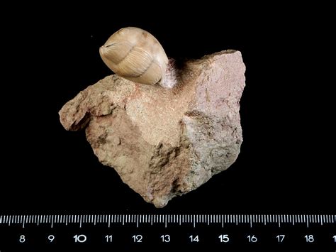 Dysplanus Archives —