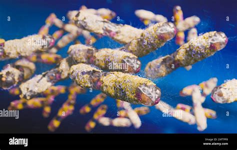 Doctors Hand Infected Lungs Concept Tuberculosis Mycobacterium