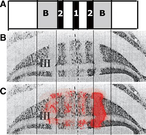 Medio Lateral Somatopical Organization Of Mossy Fibers In The B Zone Of