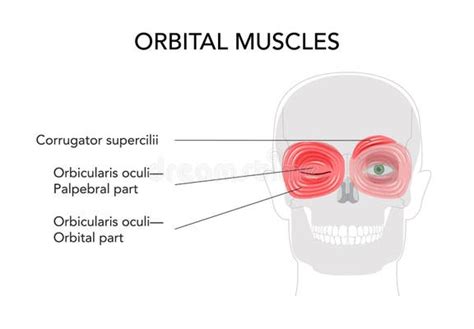 Face Orbital Region Muscle Chart Corrugator Supercilii Orbicularis Oculi Palpebral Orbital