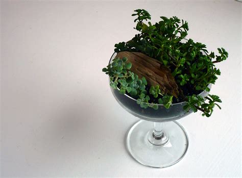 Lusa Mae Terrariums Stemware Small Glasses Series