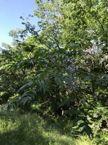 Chinaberry Tree Poisonous For Dogs