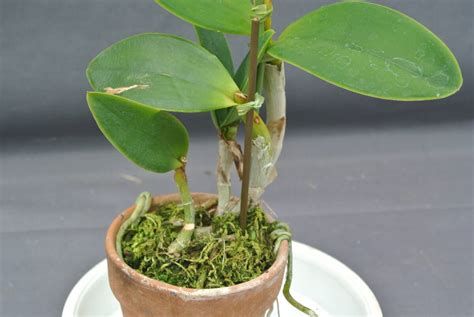 Yahoo オークション 【洋蘭カトレア】lc Tropical Pointer