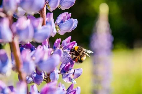 The Honey Trail In Pursuit Of Liquid Gold With Relais And Chateaux