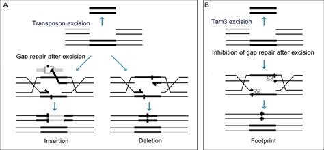 model for processes after te excision a synthesis dependent strand