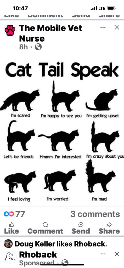 Cat Tail Speak Cat Tail Language Signs Cat Tail Language Meaning Cat Tail Movement Meanings