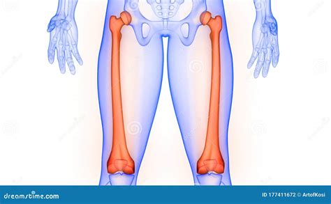 Skeletal System Femur