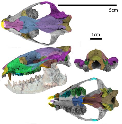 Messelogale Alcidedorbignya Metacheiromys Ectoconus And Pantolambda