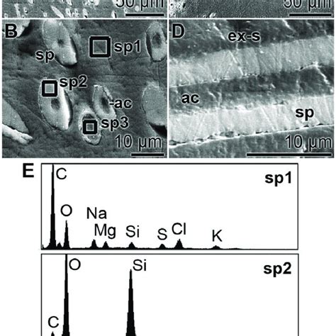Edx Analysess Were Performed Of Cross Sections Through Primmorphs Download Scientific Diagram