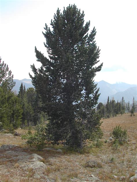 Whitebark Pine Pinus Albicaulis