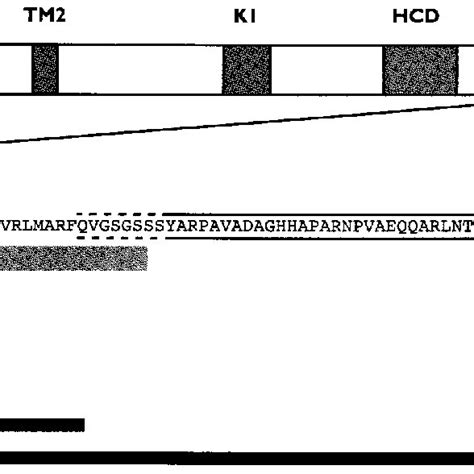 C Terminal Truncation And Internal Deletion Constructs Of The C