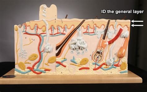 Anatomy And Physiology Exam 1 Lab General Flashcards Quizlet