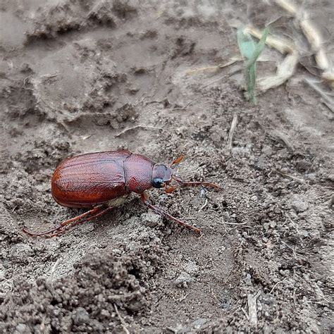379 Junebugs And Beetles Cable Natural History Museum