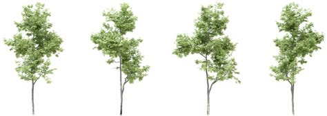 Tree Transparent Background Images Browse Stock Photos Vectors And Video Adobe Stock