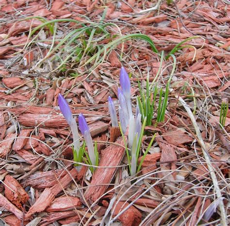 Eager Hands Workshop Spring Peeper