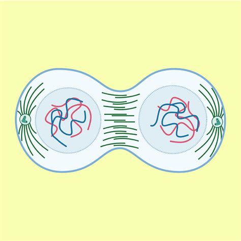Meiosis