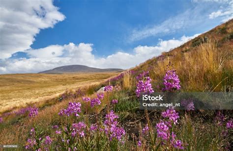 필드에 아름 다운 꽃입니다 대초원 구름 플라톤과 아름 다운 저녁 하늘에에서 일몰 알타이 시베리아 러시아 주위에 아무도 Ukok 0명에 대한 스톡 사진 및 기타 이미지