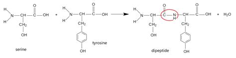 draw the structure of the dipeptide seryltyrosine ser tyr quizlet
