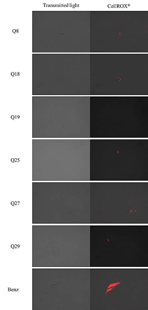 Reactive Oxygen Species Detection By Cellrox ® Deep Red Staining Download Scientific Diagram