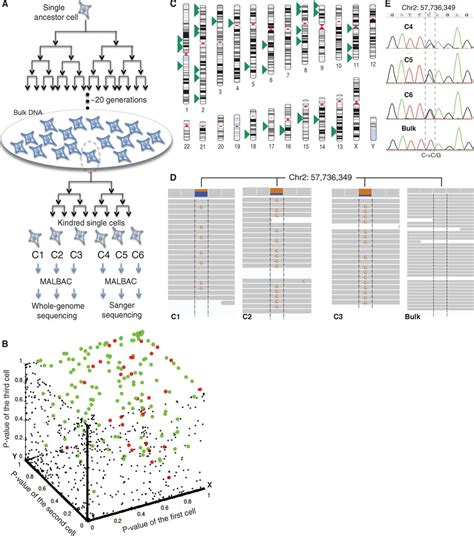 Genome Wide Detection Of Single Nucleotide And Copy Number Variations