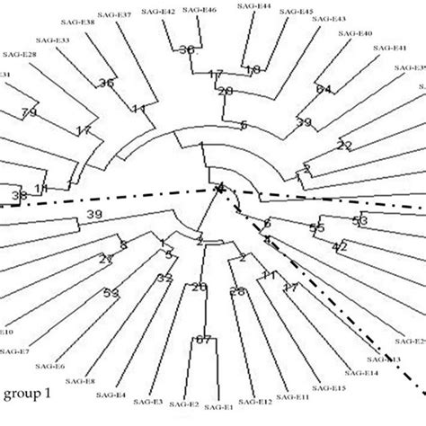 Upgma Cluster Analysis Based On Neis Genetic Distances Of Issr Download Scientific Diagram