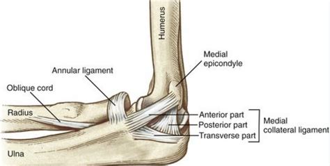 Mastering Elbow Diagnostics A Guide To Orthopedic Examination
