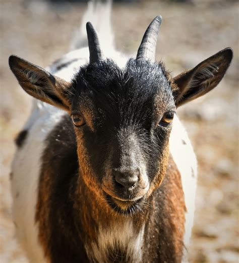 800 Free Domestic Goat And Goat Images Pixabay
