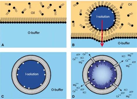 Le Cortex Cellulaire Structures Cellulaires Associées à La Polymérisation De Lactine Et Aux