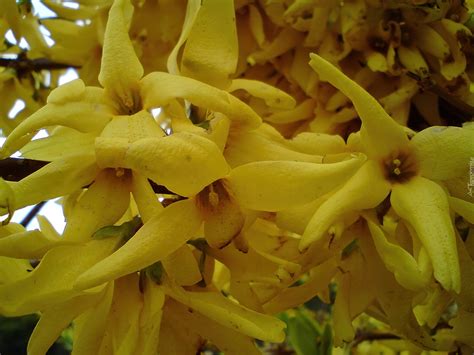 Kwiat Forsycja