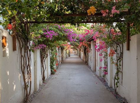 Plantas Trepadoras De Exterior Resistentes A Las Heladas Guía Definitiva Para Climas Fríos
