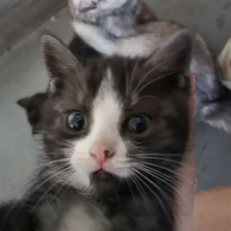 Garlickbread Youtube