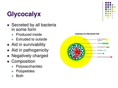 Ppt Prokaryotes Powerpoint Presentation Free Download Id483262