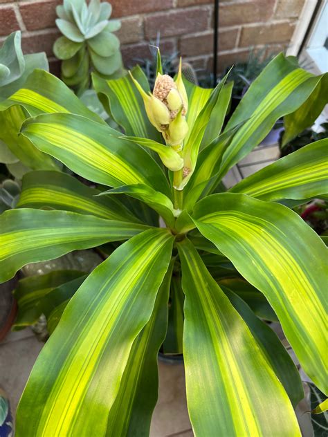 Corn Plant Flower Bud