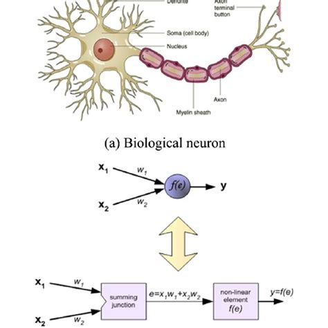 Biological Neuron And Artificial Neural Network Download Scientific Diagram