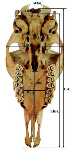 Measurements Of The Skull Ventral View Showing Width Of Foramen