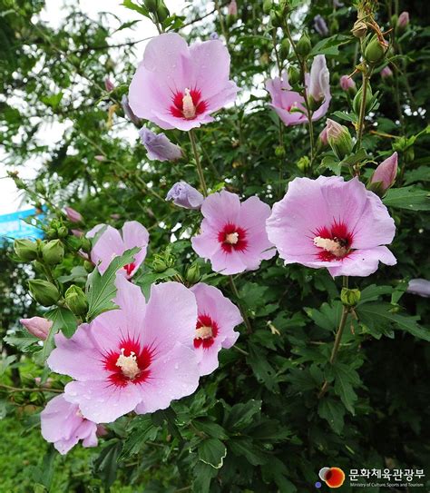 오늘 저장할 21 무궁화 아이디어 꽃 사진 꽃 꽃그림 등