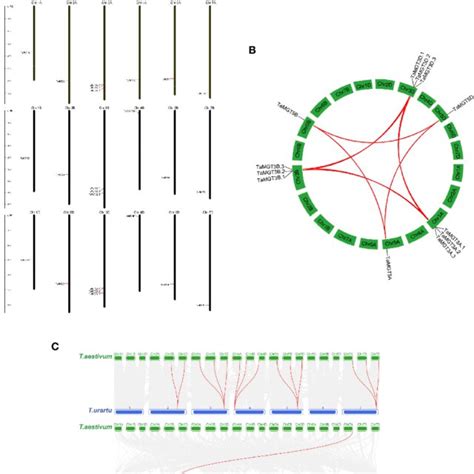 Chromosomal Localization And Gene Duplication Of Tamgts Genes A Download Scientific Diagram