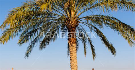 زراعة أشجار النخيل في المدن السياحية معالم وأماكن سياحية مشهورة