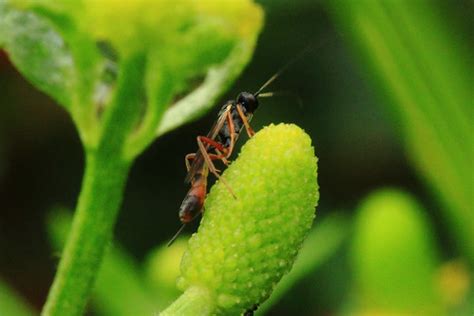 Ichneumon A Tiny Parasitoid Wasp Joshua Allen Flickr