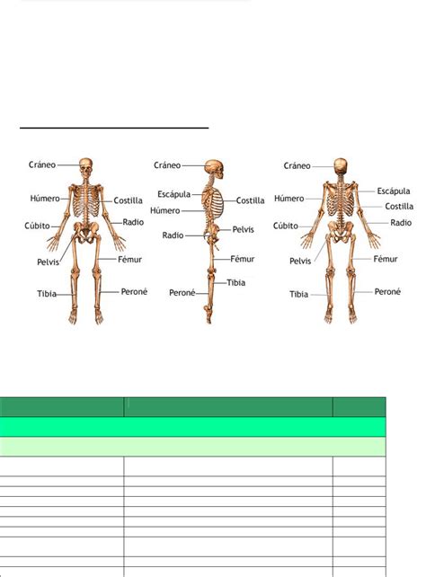 Resumen De Sistema Oseo Generalidades Anatomía Medicina Uba