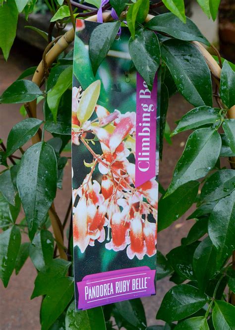 Pandorea Ruby Belle Guildford Garden Centre