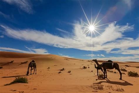 Arabian Desert Oasis Neom Continues Transformation Of Saudi Arabia