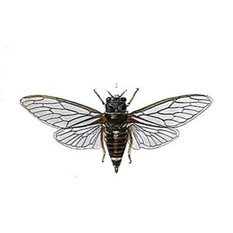 Insects Homoptera Biomes