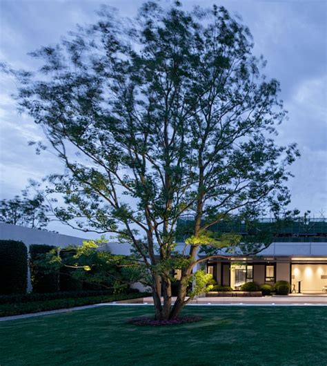 丛生五角枫 花瓣网