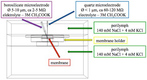 model of the experimental setup in comsol multiphysics ® download
