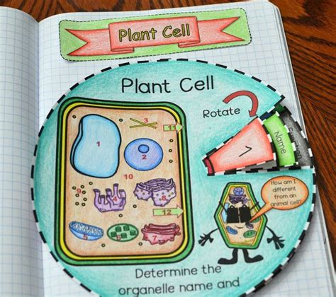 Plant Cell Foldable
