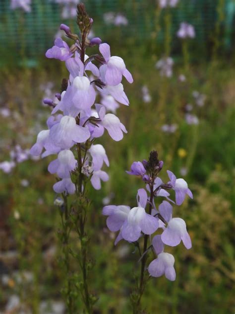 マツバウンラン、キュウリグサ、ブタナ 2023 5月上旬撮影〈gw帰省・田舎町に自生する草花〉 K U R A D A S H I