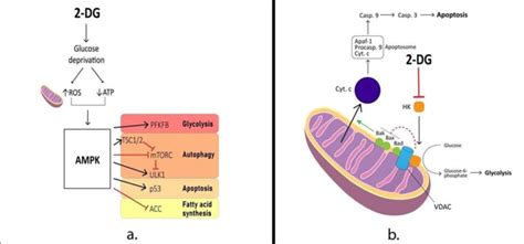 2 Dg Impacts Cell Metabolism And Induces Apoptosis 2 Dg Causes
